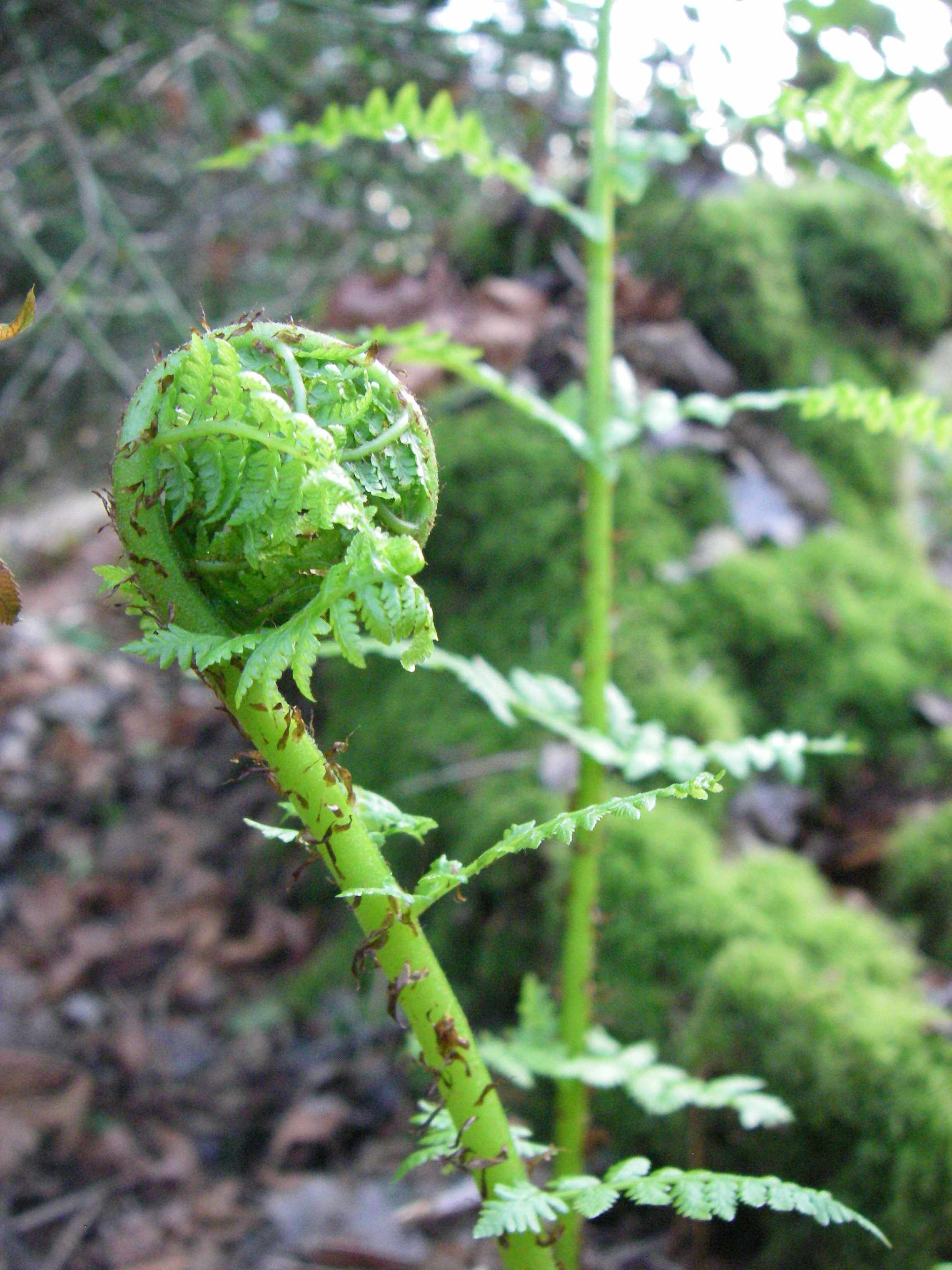 Foraging – Fiddleheads – Urban Huntress