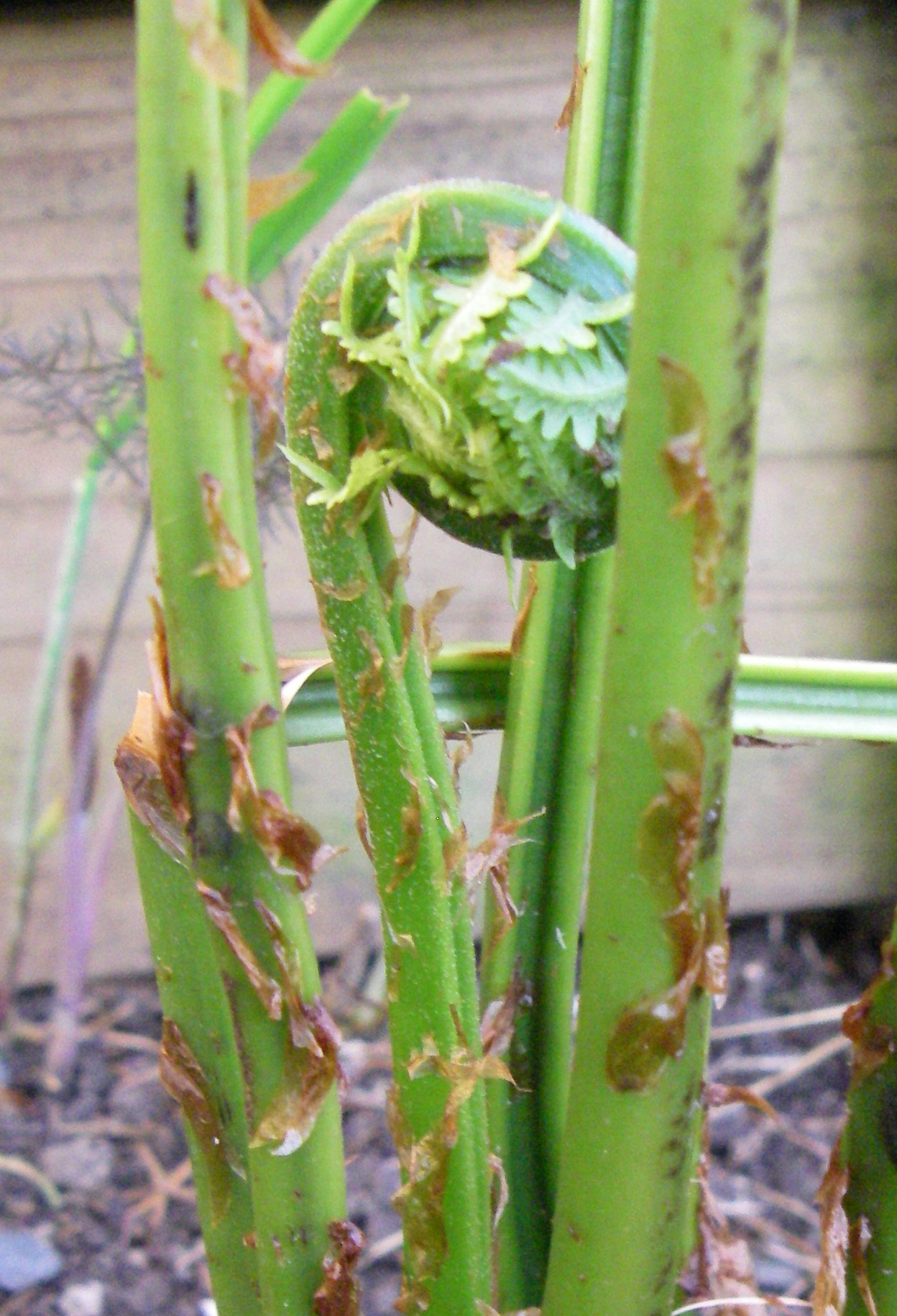 Foraging – Fiddleheads – Urban Huntress