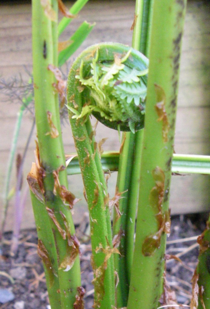 Foraging – Fiddleheads – Urban Huntress