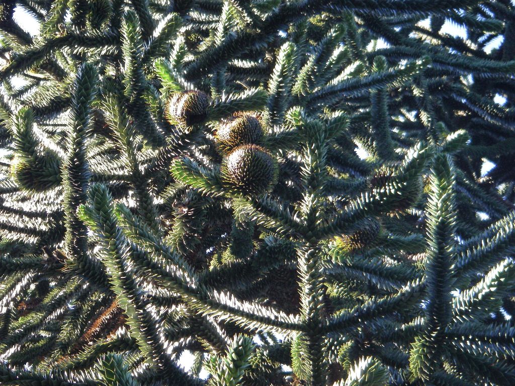 Foraging – Monkey Puzzle Nuts – Urban Huntress